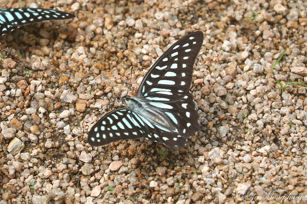 Graphium leechi from 中国河南省信阳市罗山县 on June 8, 2021 at 09:34 AM by Mengshuai Ge · iNaturalist