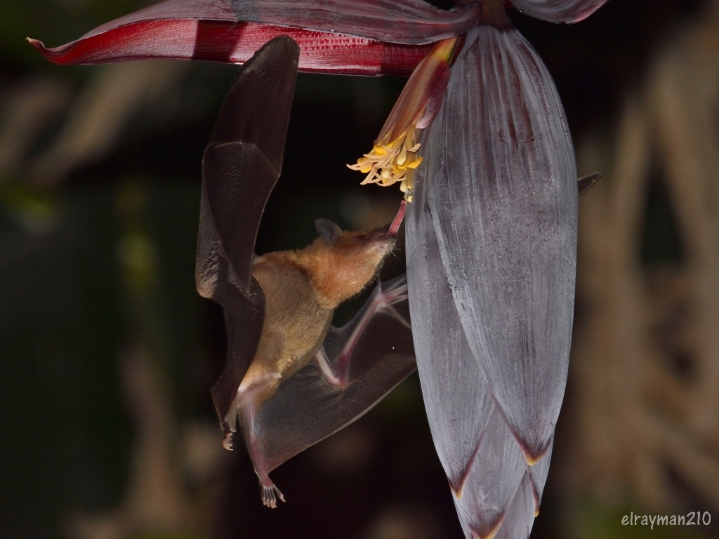 Lesser Long-nosed Bat in May 2022 by Ricardo Arredondo T.. Muy grande ...