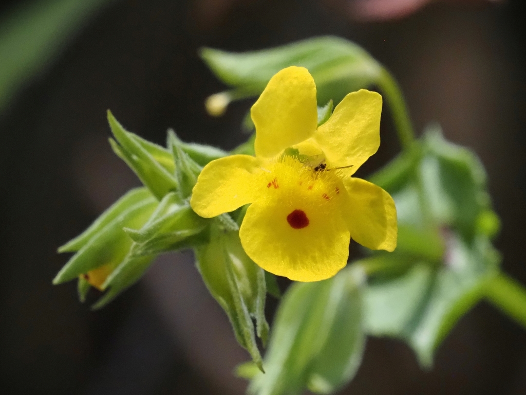 shy monkeyflower from Los Angeles County, CA, USA on May 6, 2022 at 01: ...