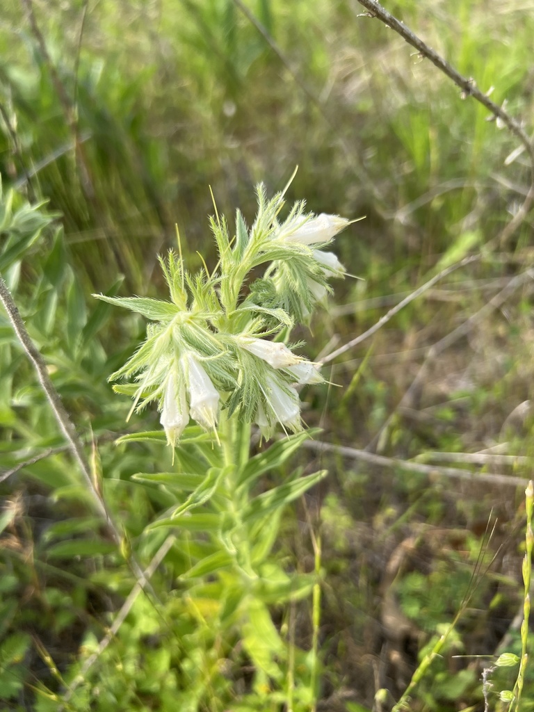 Soft-hair Marbleseed from Nature Pl, McKinney, TX, US on May 04, 2022 ...