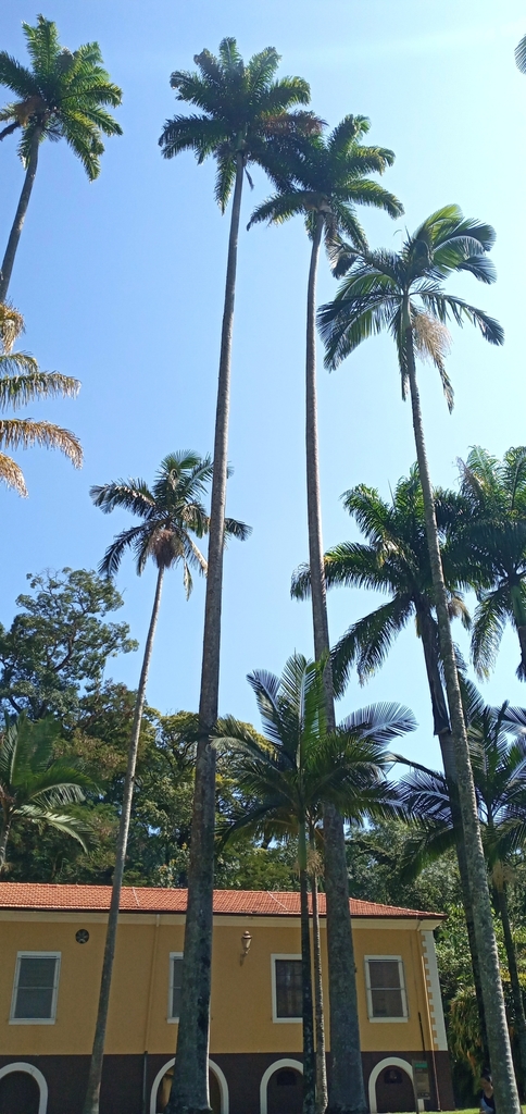 Imperial palm from Res. Florenca, Rio Claro - SP, Brasil on May 07 ...