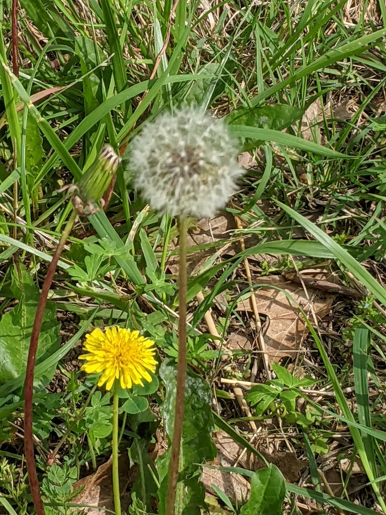 common dandelion from Parker, TX 75002, USA on May 07, 2022 at 11:10 AM ...