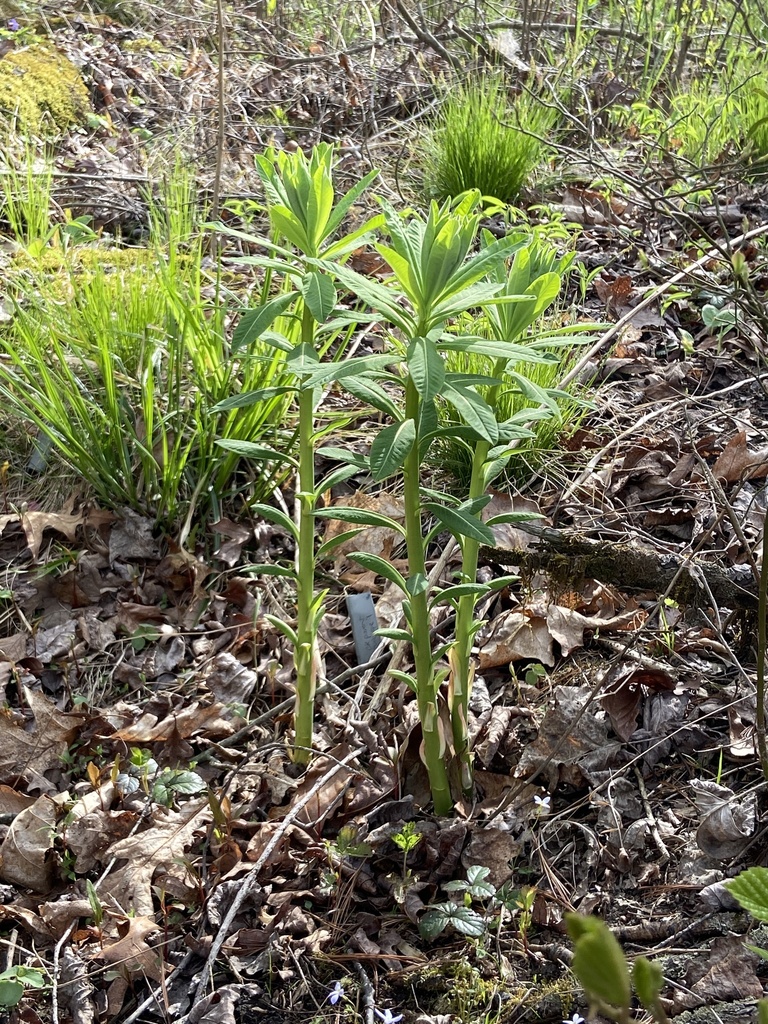glade spurge in May 2022 by Janet Novak · iNaturalist