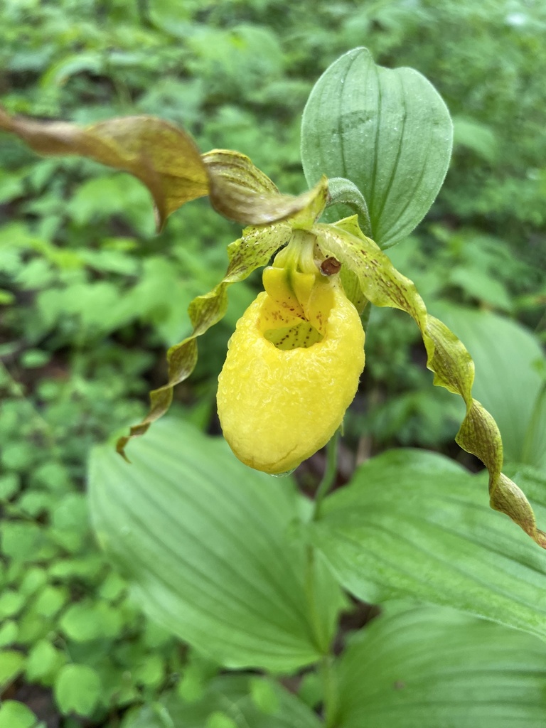 yellow lady's slipper in May 2022 by Beth Rothermel · iNaturalist