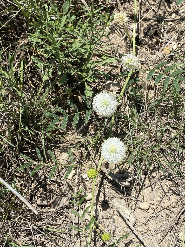 Catclaw Briar from Boerne City Park, Boerne, TX, US on May 7, 2022 at ...