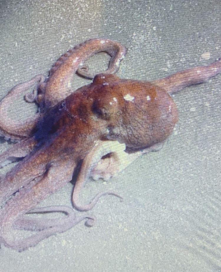 American Octopus from North Atlantic Ocean, NC, US on October 2, 2010 ...