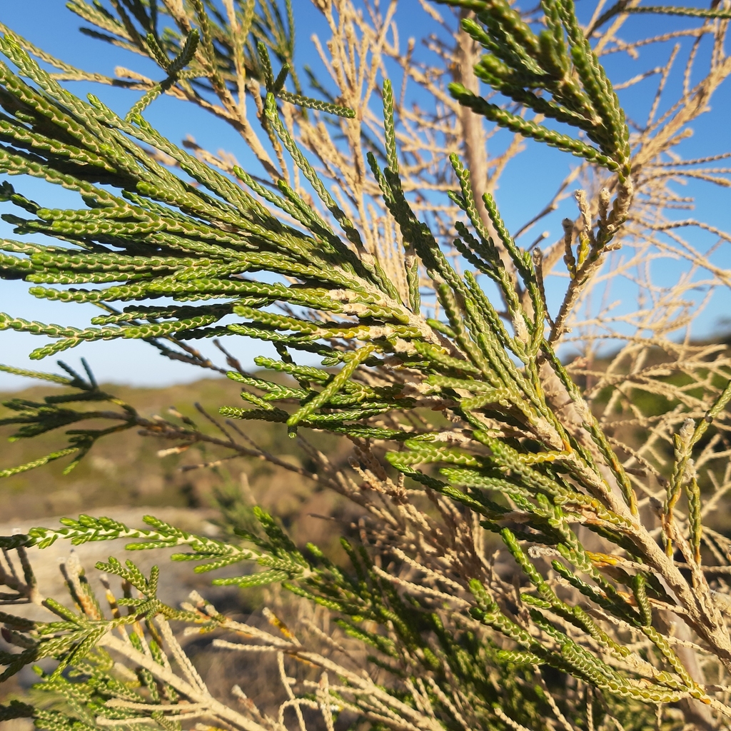 Beach Gonna (Passerina rigida) - Botanical Realm
