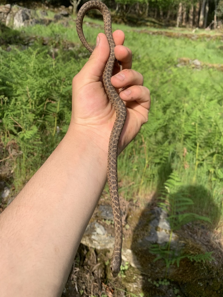 Western Montpellier Snake from União das freguesias de Lousã e ...