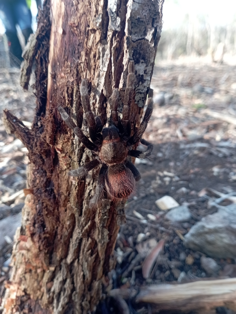 Mexican Red-rump Tarantula in May 2022 by Diana Karina Blancas Olvera ...