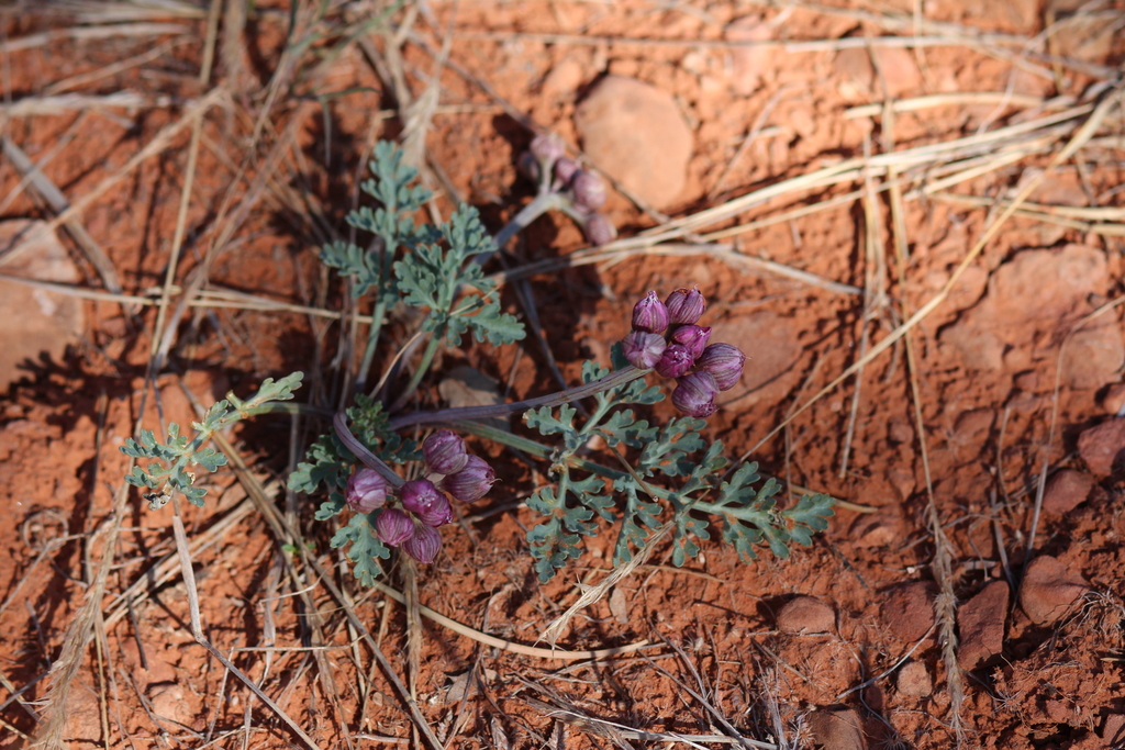 purple-nerve cymopterus from Devil's Bridge Trail Sedona, AZ on March ...