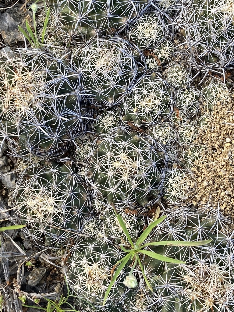 Grooved nipple cactus from Alvord, TX, US on May 7, 2022 at 08:03 AM by ...