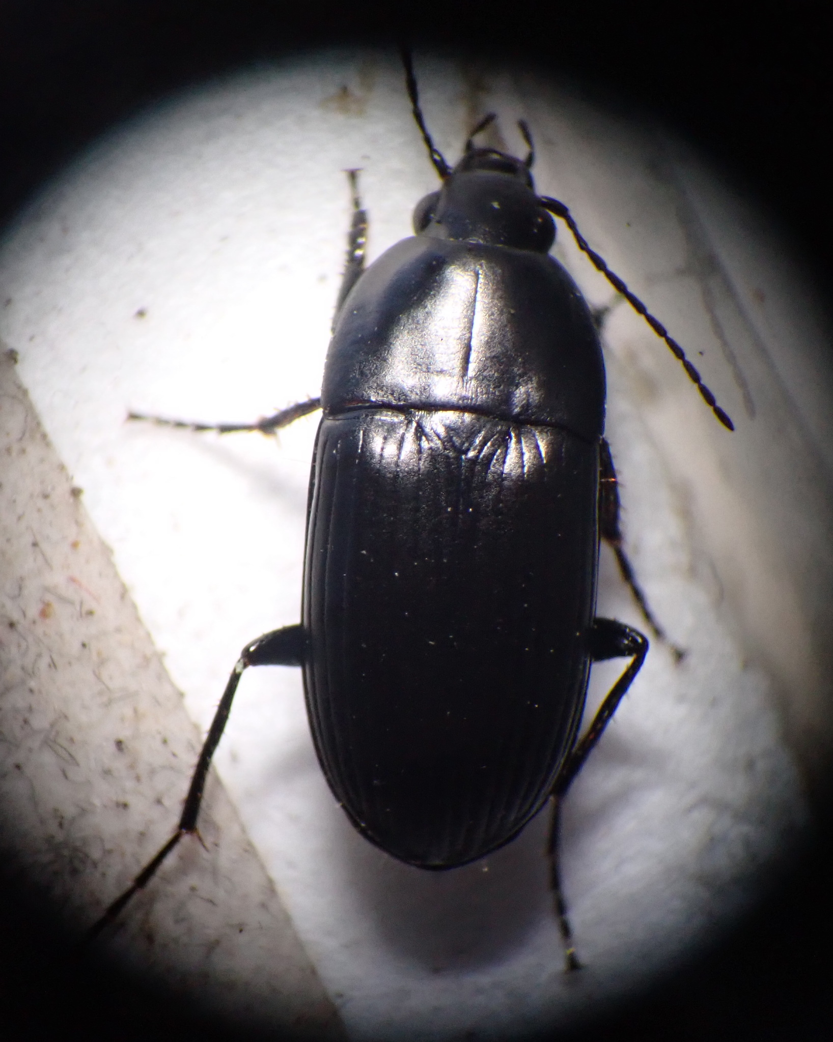 Oodes helopioides (Fabricius, 1792)