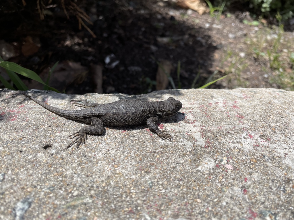 Western Fence Lizard from Old Fisherman's Wharf, Monterey, CA, US on ...