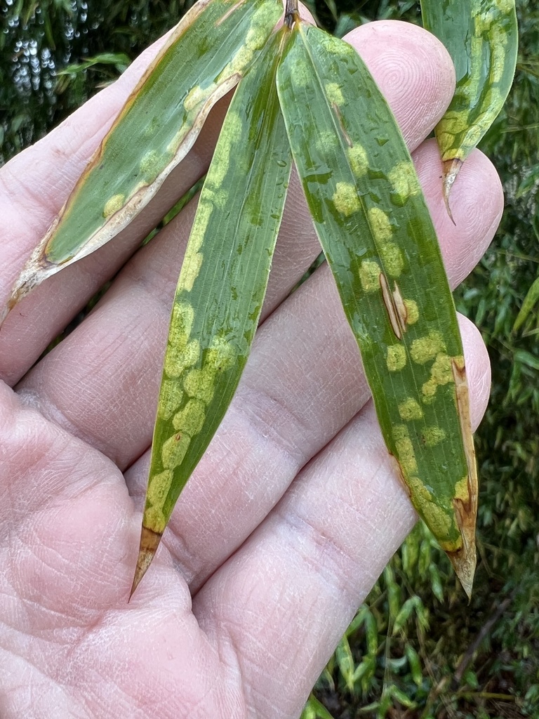 Bamboo Spider Mite from Whitewood Ln, Herndon, VA, US on May 07, 2022 ...