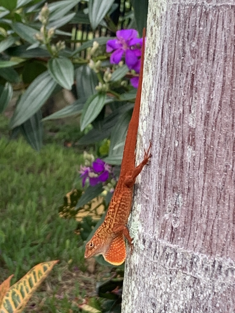Brown Anole from Manor Cir, Jupiter, FL, US on September 11, 2021 at 11 ...