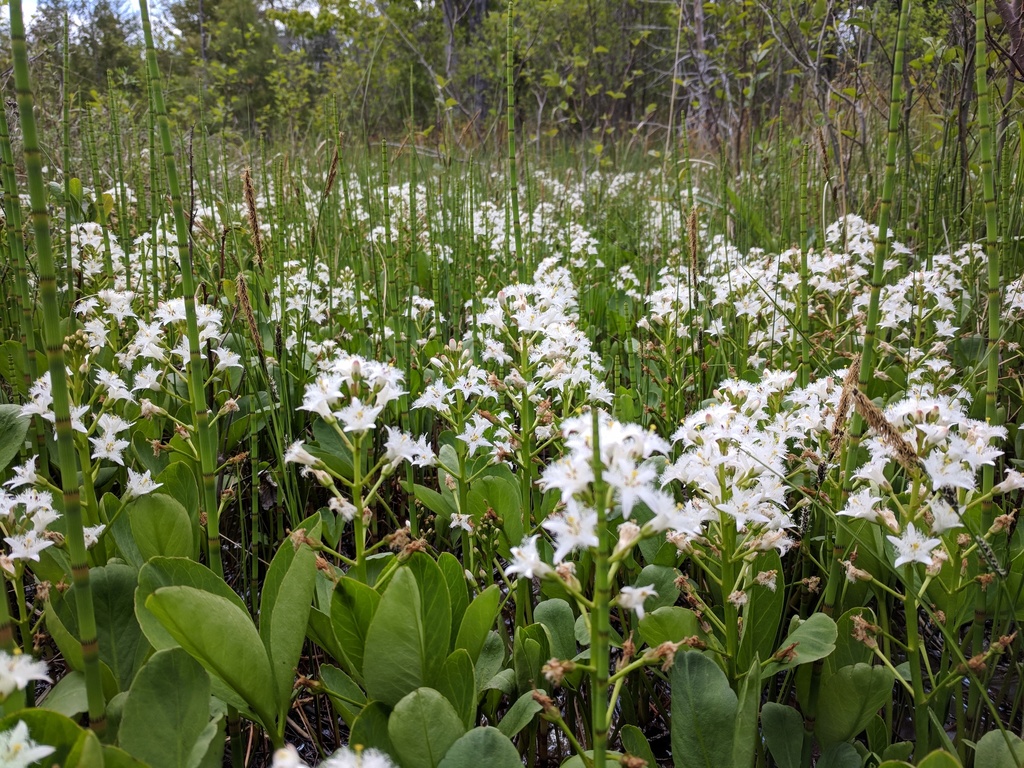Bogbean (Biodiversity Guide to William Bog, Thunder Bay) · iNaturalist