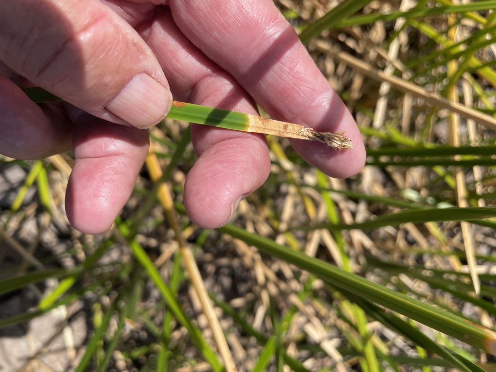 saltmarsh bulrush from Isla Clarión, Tecomán, BCS, MX on April 21, 2022 ...