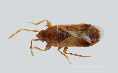 Camptocera glaberrima (Madeira True Bugs) · iNaturalist