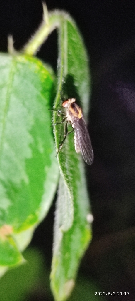 Gnat Ogres from La Mar, PE-AY, PE on May 2, 2022 at 09:17 PM by Floro ...