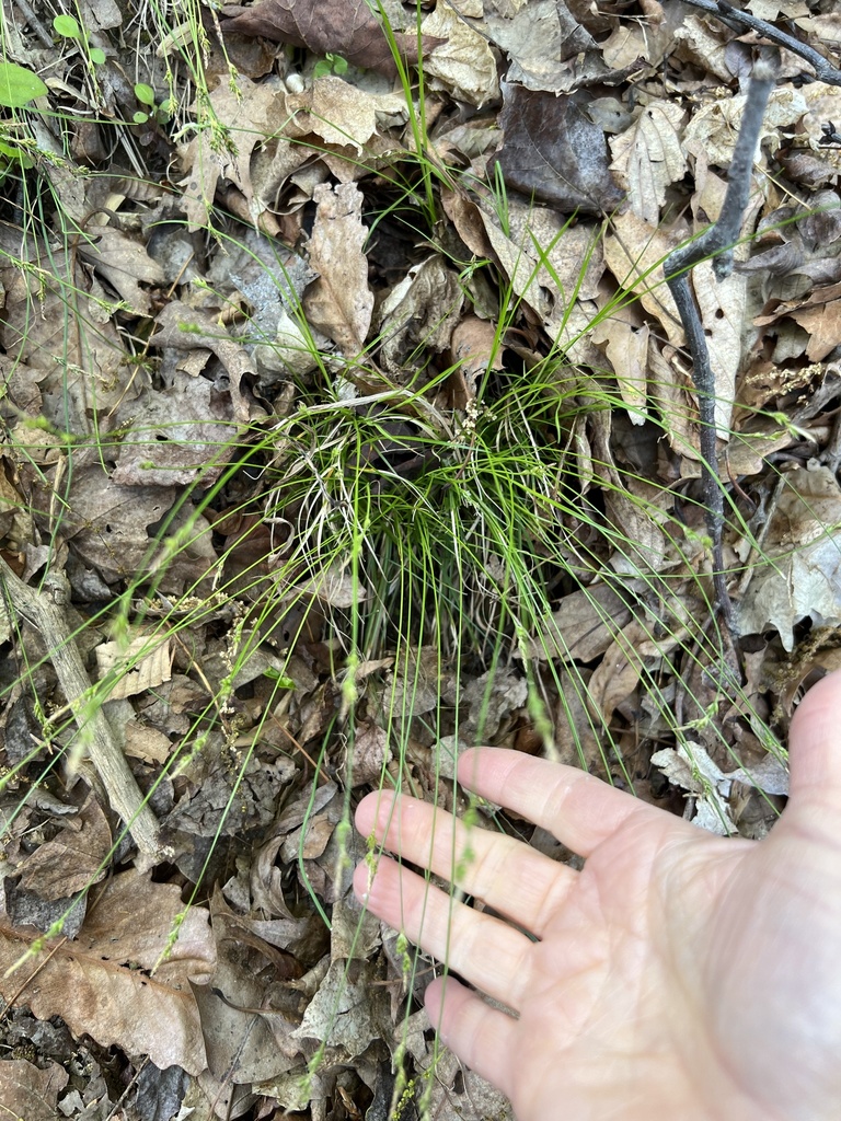 true sedges from George Washington Memorial Pkwy, McLean, VA, US on ...