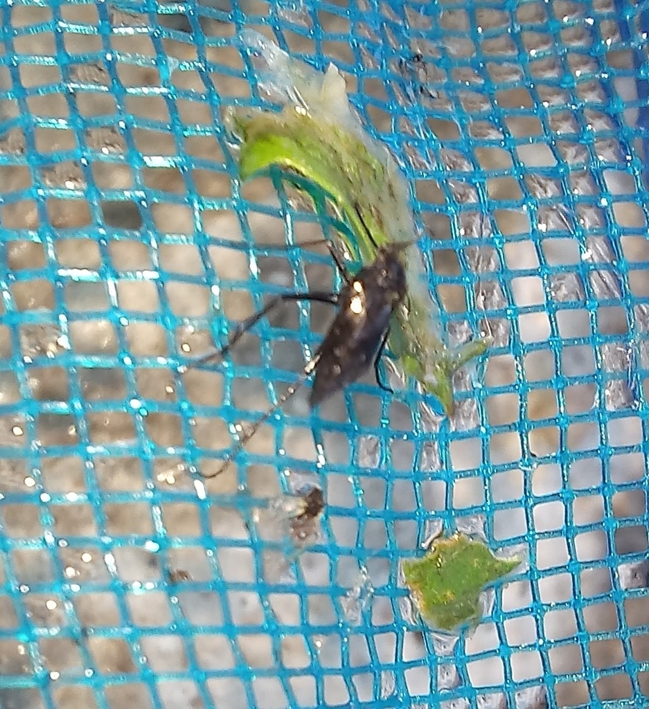 Insects from General Pico on May 07, 2022 at 02:04 PM by Andrea Talone ...