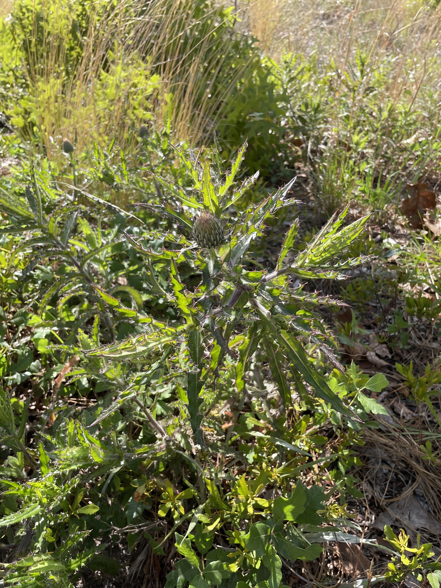 Cirsium repandum Michx.