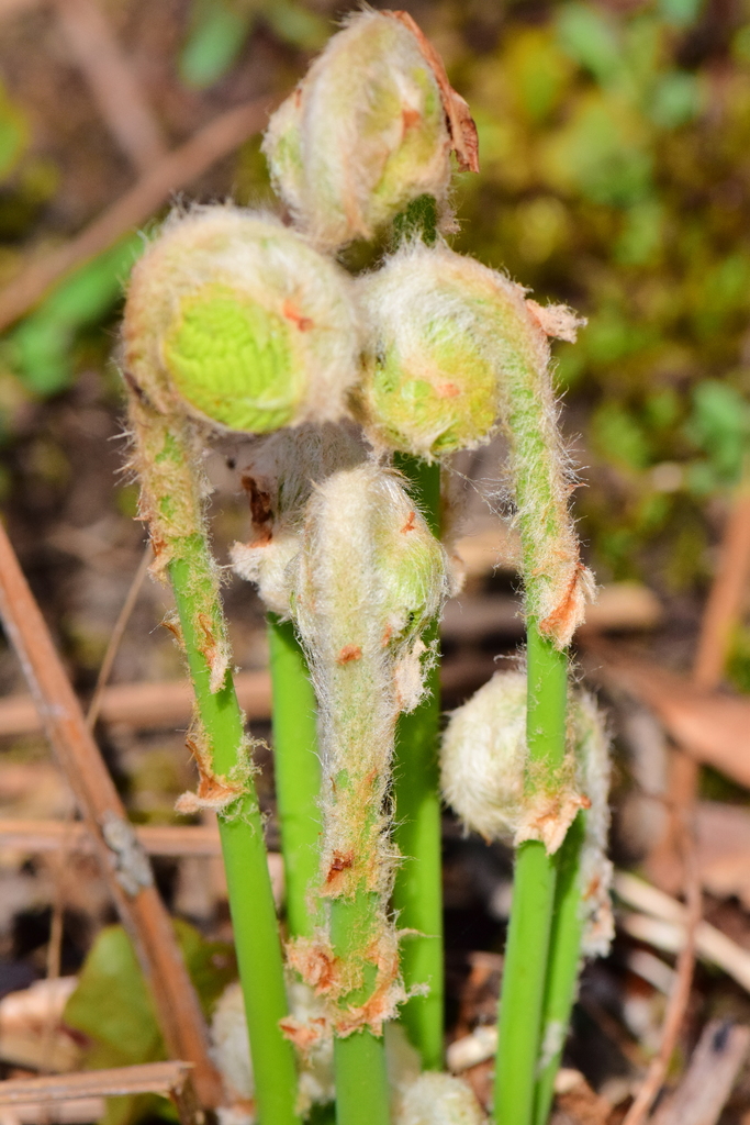 ferns from 320 Browns Trace Rd, Jericho, VT 05465, USA on May 06, 2022 ...
