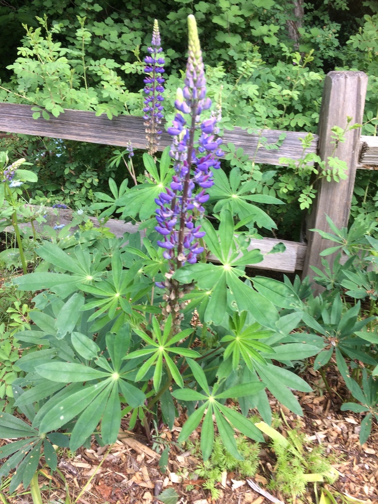 Large-leaved lupine from Woodland Park Zoo, Seattle, WA, US on June 11 ...
