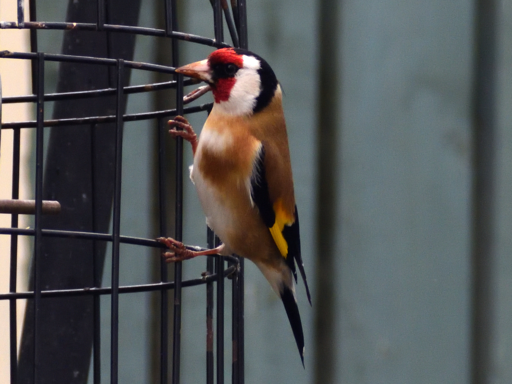 European Goldfinch from Hazelbrook Rise, Co. Wicklow, Ireland on April ...