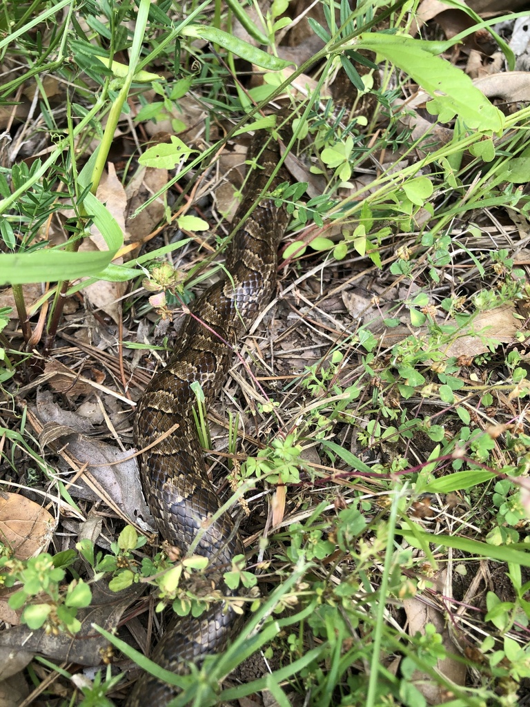 Prairie Kingsnake from County Road 1174, Sulphur Springs, TX, US on May ...