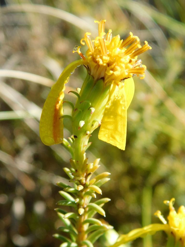 Senecio retortus from Greyton Loerkop, 7233, South Africa on May 05 ...