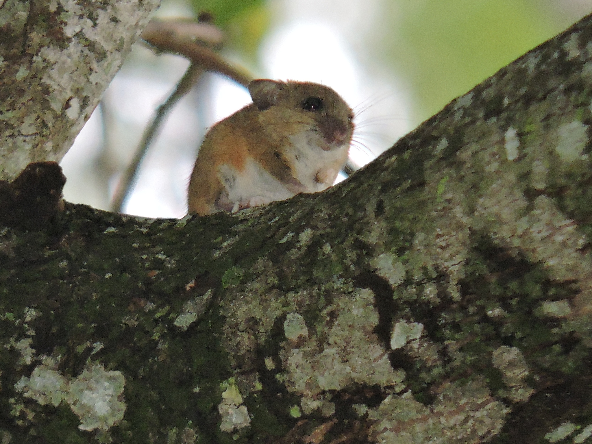 Nyctomys sumichrasti (Saussure, 1860)