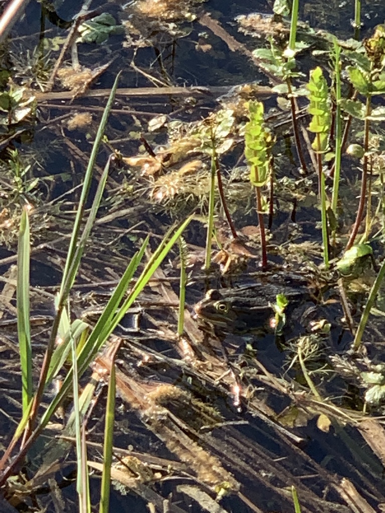 Pool Frog from Thompson, Thetford, England, GB on May 7, 2022 at 05:39 ...