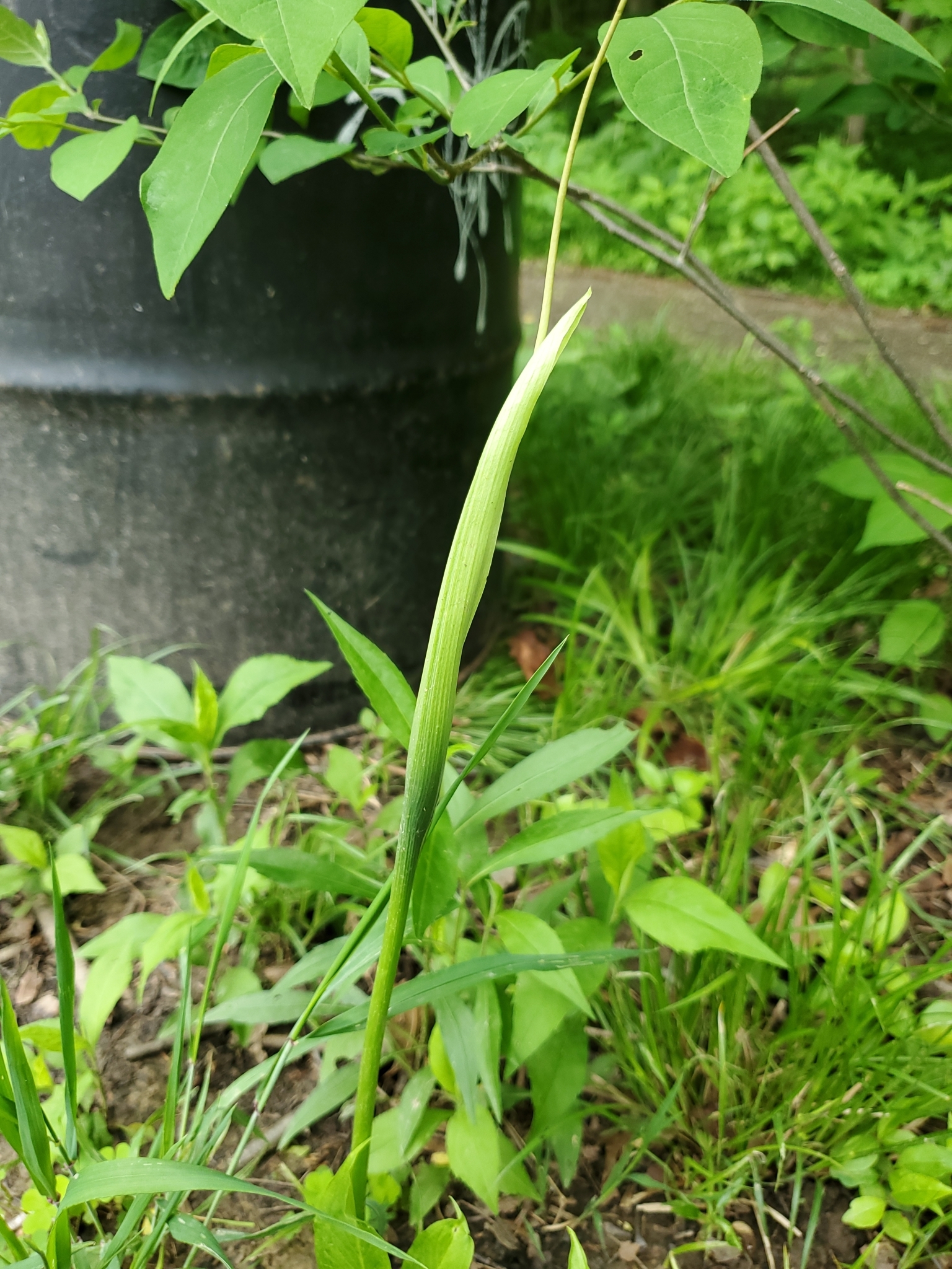 Pinellia pedatisecta Schott