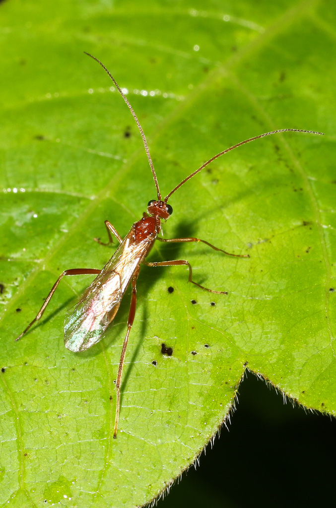 Braconid Wasps from Markham, VA 22643, USA on June 11, 2018 at 02:12 PM ...