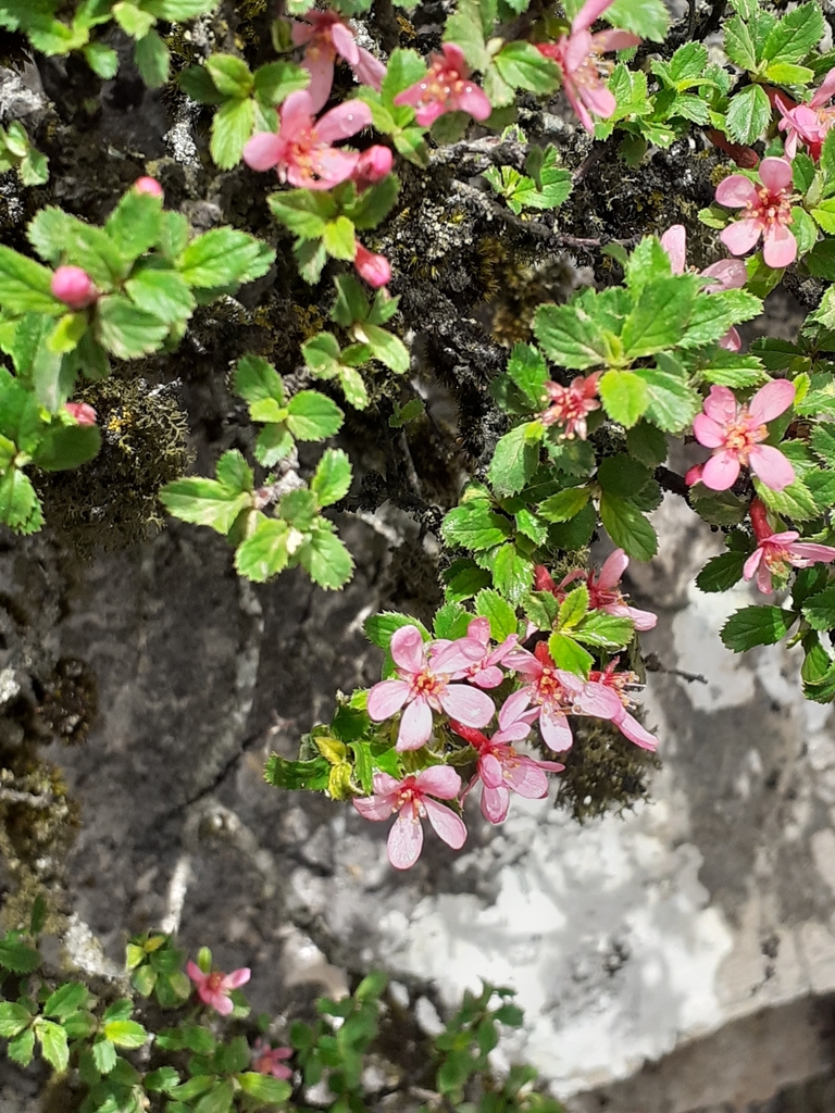 Mountain Cherry from Al-Haffah, SY-LA, SY on May 06, 2022 at 10:48 AM ...
