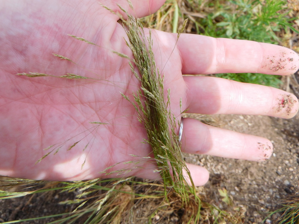 Winter Bentgrass from Llano County, TX, USA on April 20, 2022 at 04:38 ...