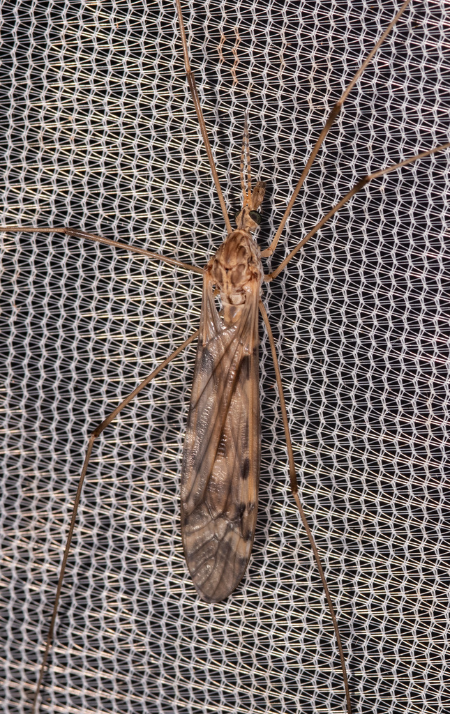 Tipula longiventris from Washington County, MD, USA on May 5, 2022 at ...