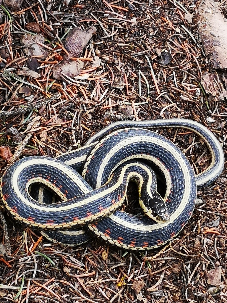 Red-sided Garter Snake from Edmonton, AB T6G 2A8, Canada on May 7, 2022 ...