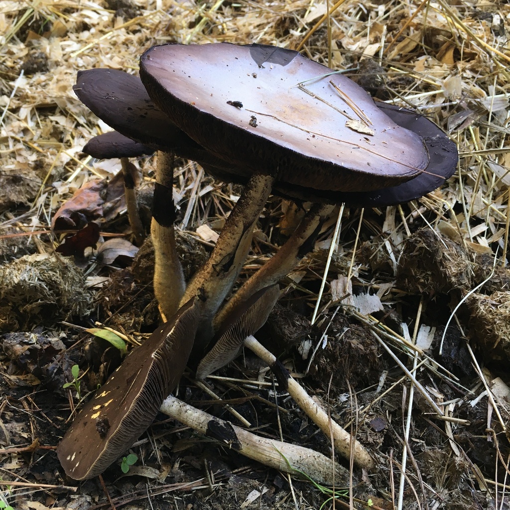 Magic Mushroom in September 2021 by Riley. 2nd to last image on species ...