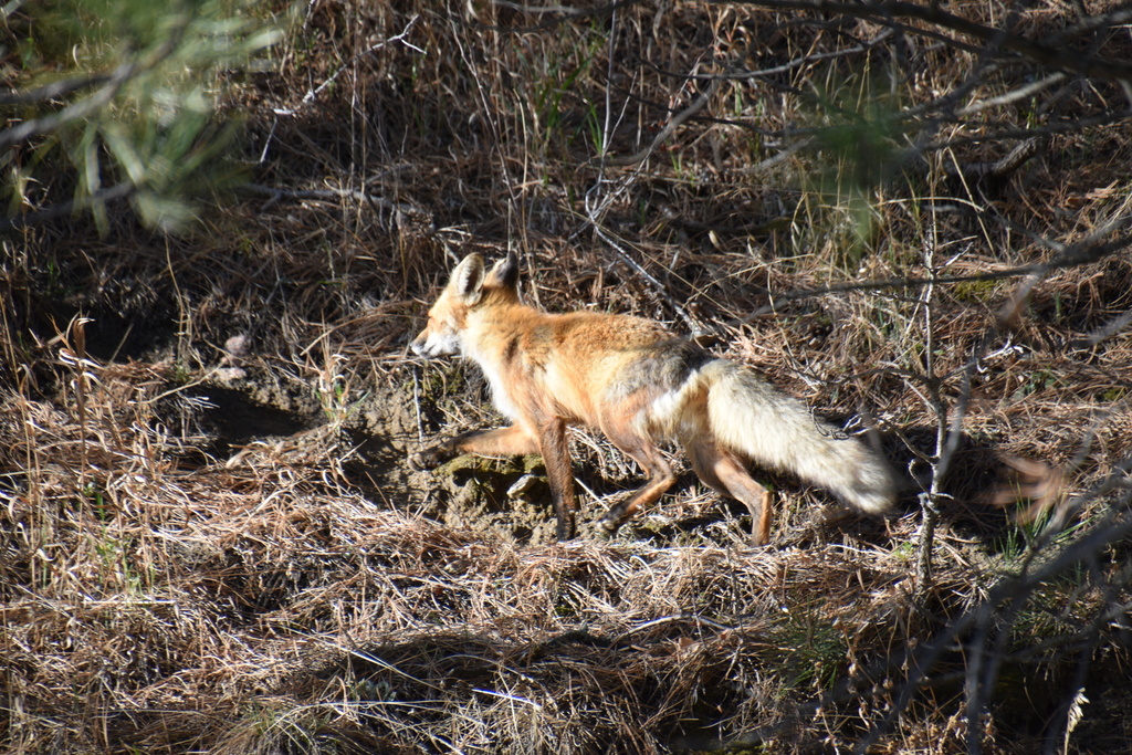 Red Fox from Arapaho & Roosevelt National Forests Pawnee National ...