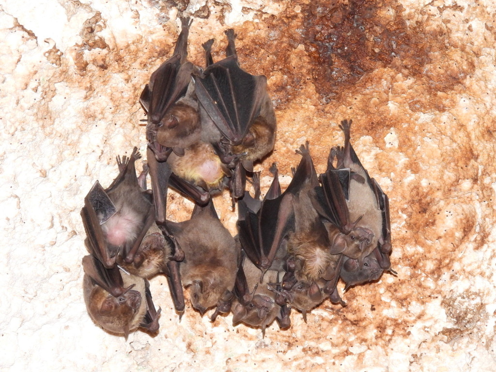 Jamaican Fruit-eating Bat from Grand Cayman, Cayman Islands, Cayman ...