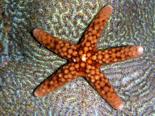 Ferdina flavescens · iNaturalist