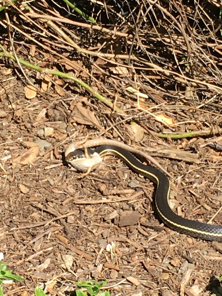 California Striped Racer from Skirball Cultural Center, Los Angeles, CA ...