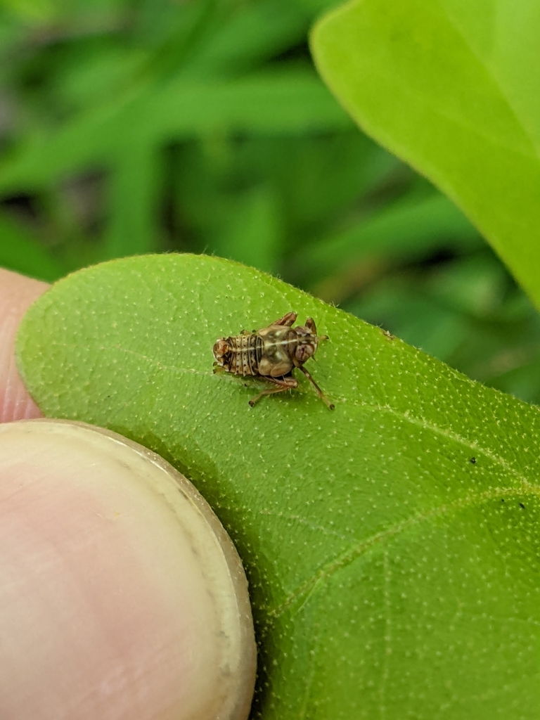 Jikradia from Marrero, LA 70072, USA on May 7, 2022 at 12:22 PM by ...