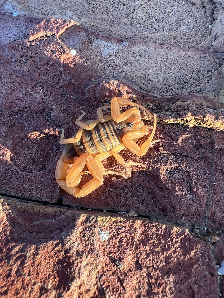 Arizona Bark Scorpion from Tonto National Forest, Roosevelt, AZ, US on ...