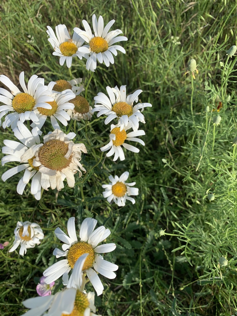 oxeye daisy from Highland Village Rd, Highland Village, TX, US on May ...