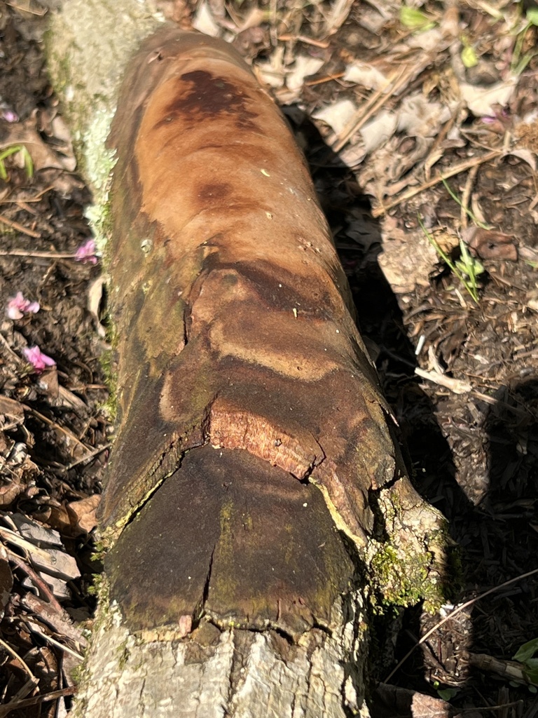 Fomitiporia from Albert Johnson Rd, Nashville, IN, US on May 07, 2022 ...