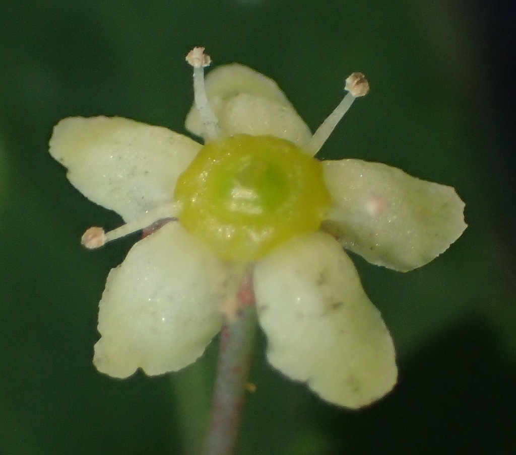 Dune Koko Tree from Goukamma, South Cape DC, South Africa on May 01 ...
