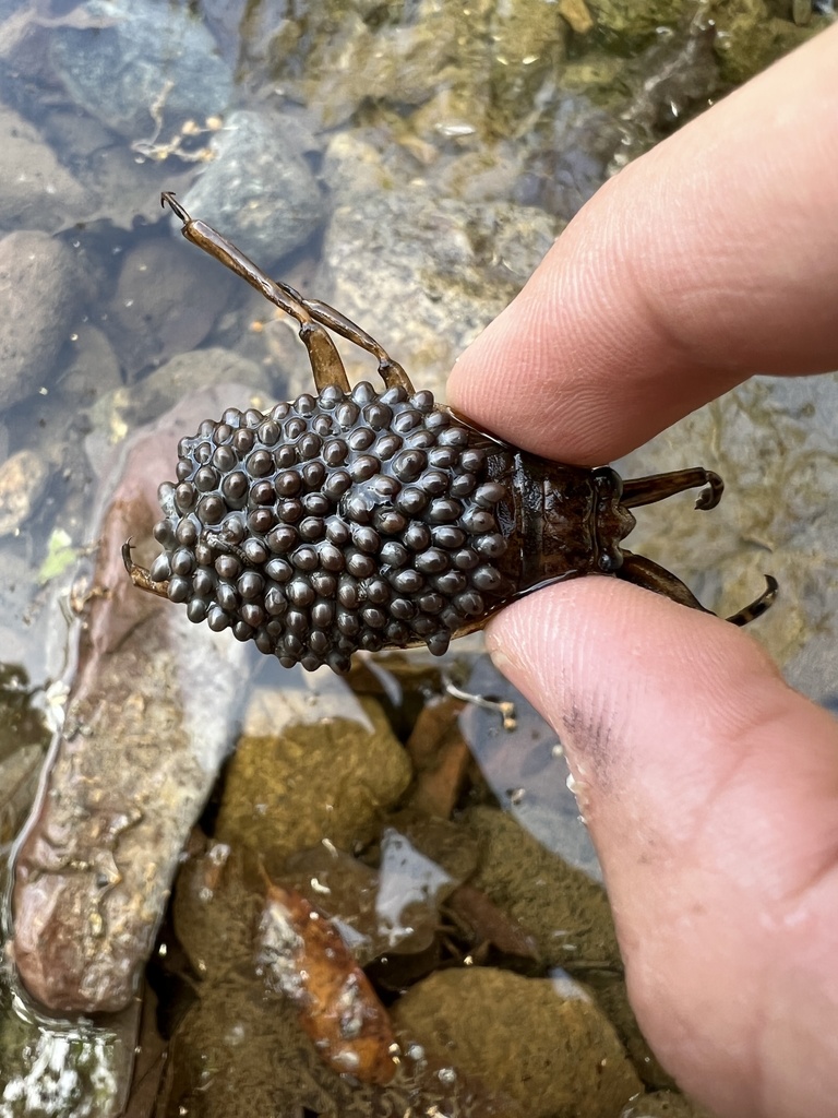 Abedus from Tonto National Forest, Roosevelt, AZ, US on May 07, 2022 at ...